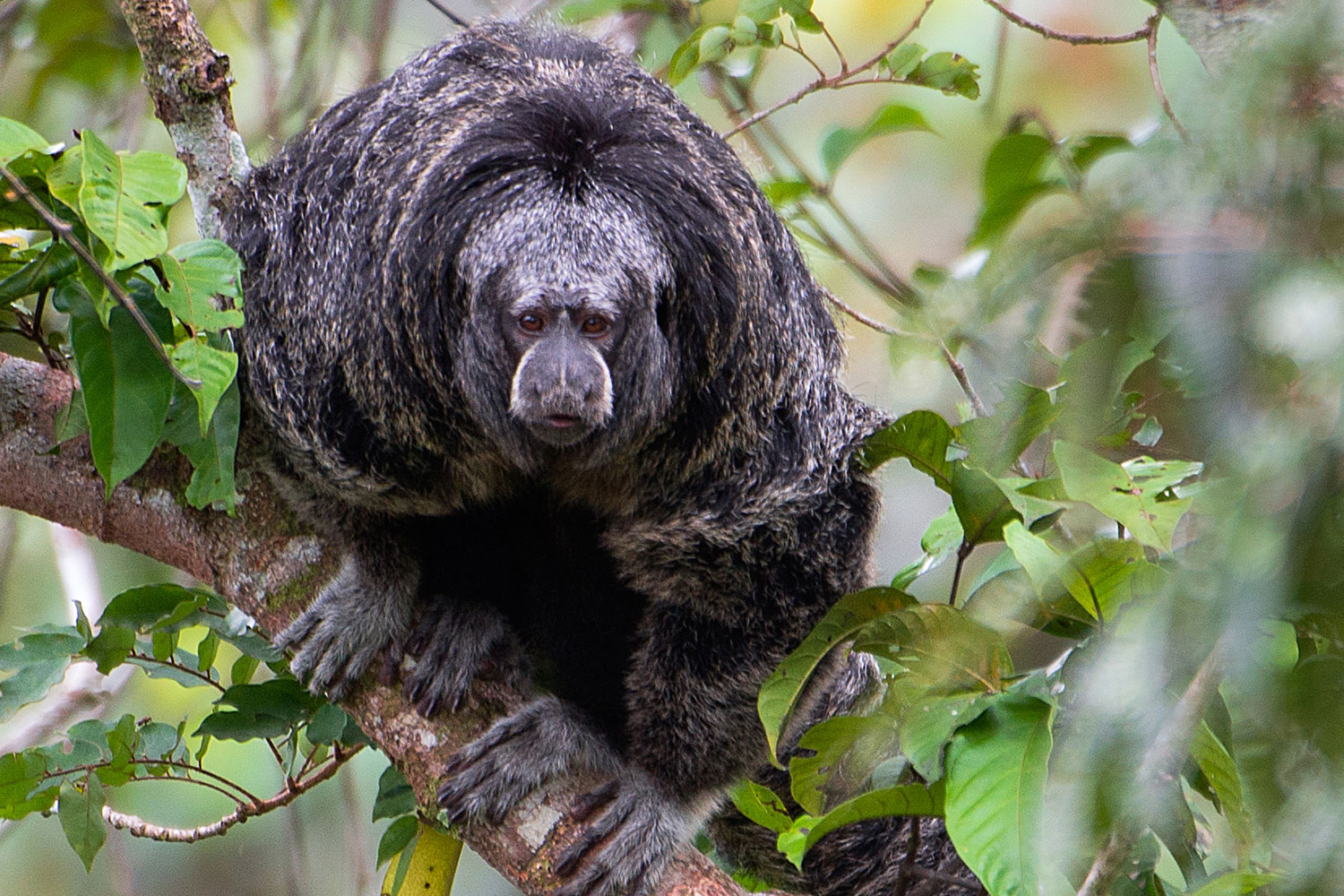 Galería Bioweb Ecuador