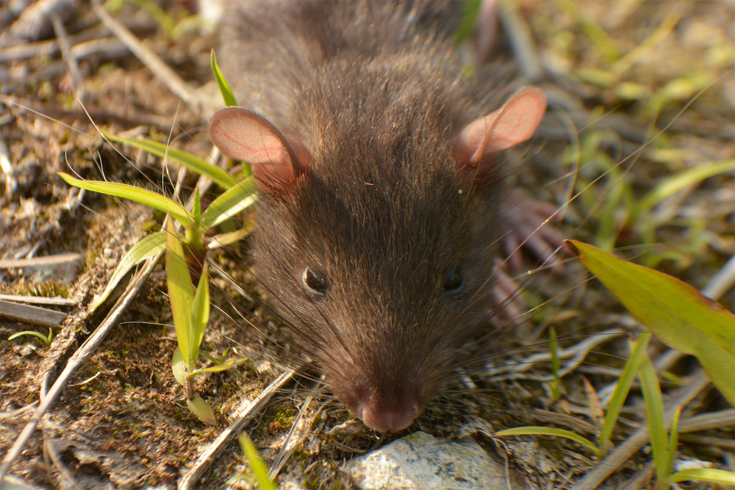 Galería Bioweb Ecuador