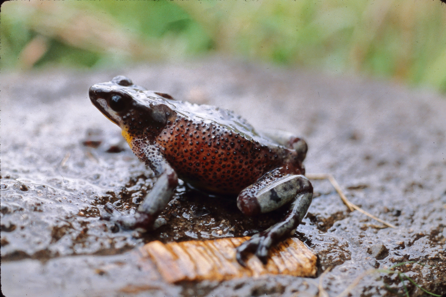 Galería Bioweb Ecuador