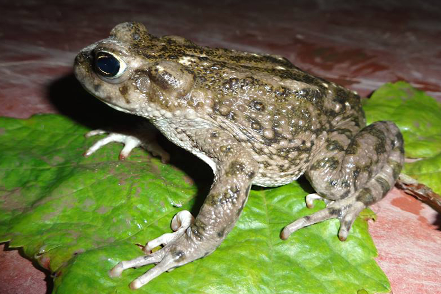 Galería Bioweb Ecuador