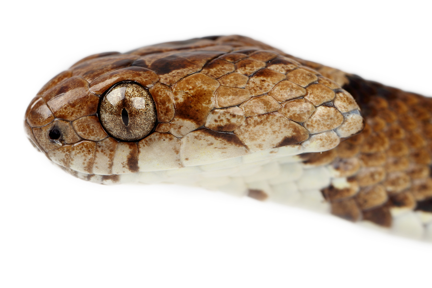 Reptiles del Ecuador