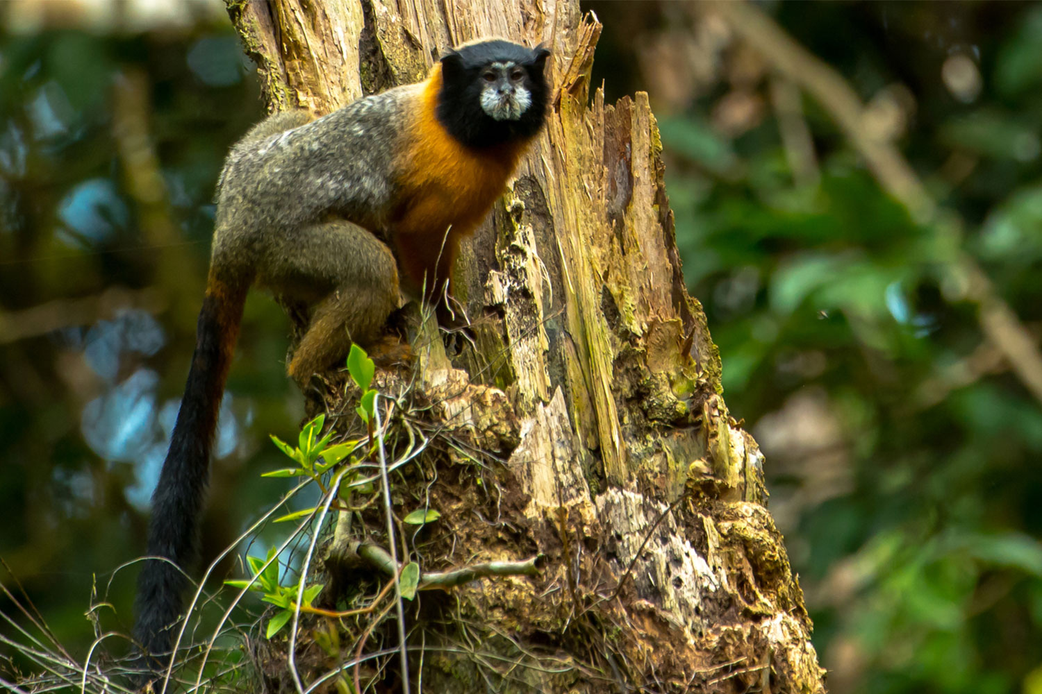 Galería Bioweb Ecuador