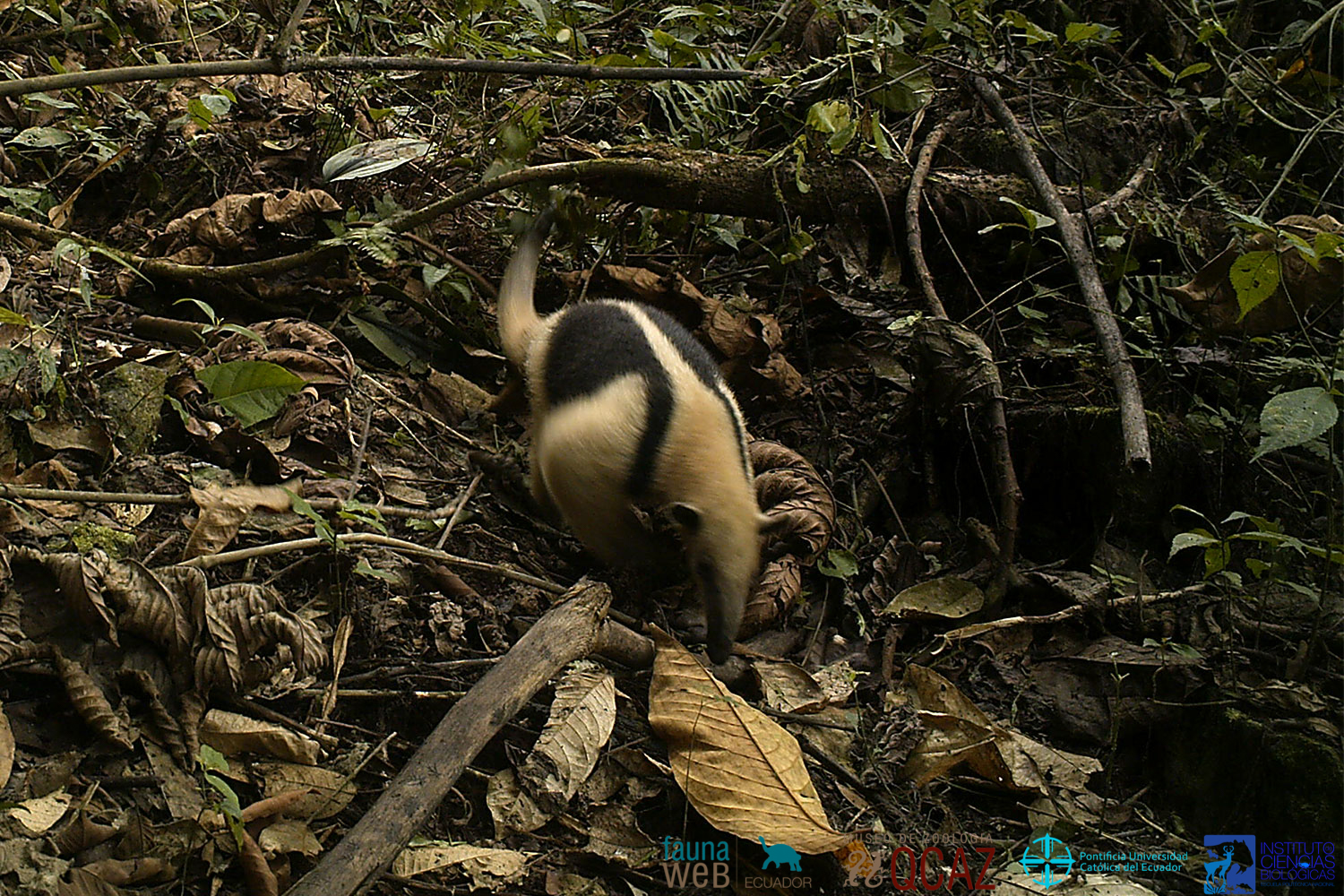 Tipos De Tamanduas El Hormiguero Arborícola (Tamandua Mexicana),