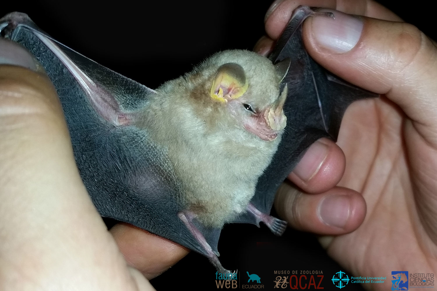 Mamíferos del Ecuador