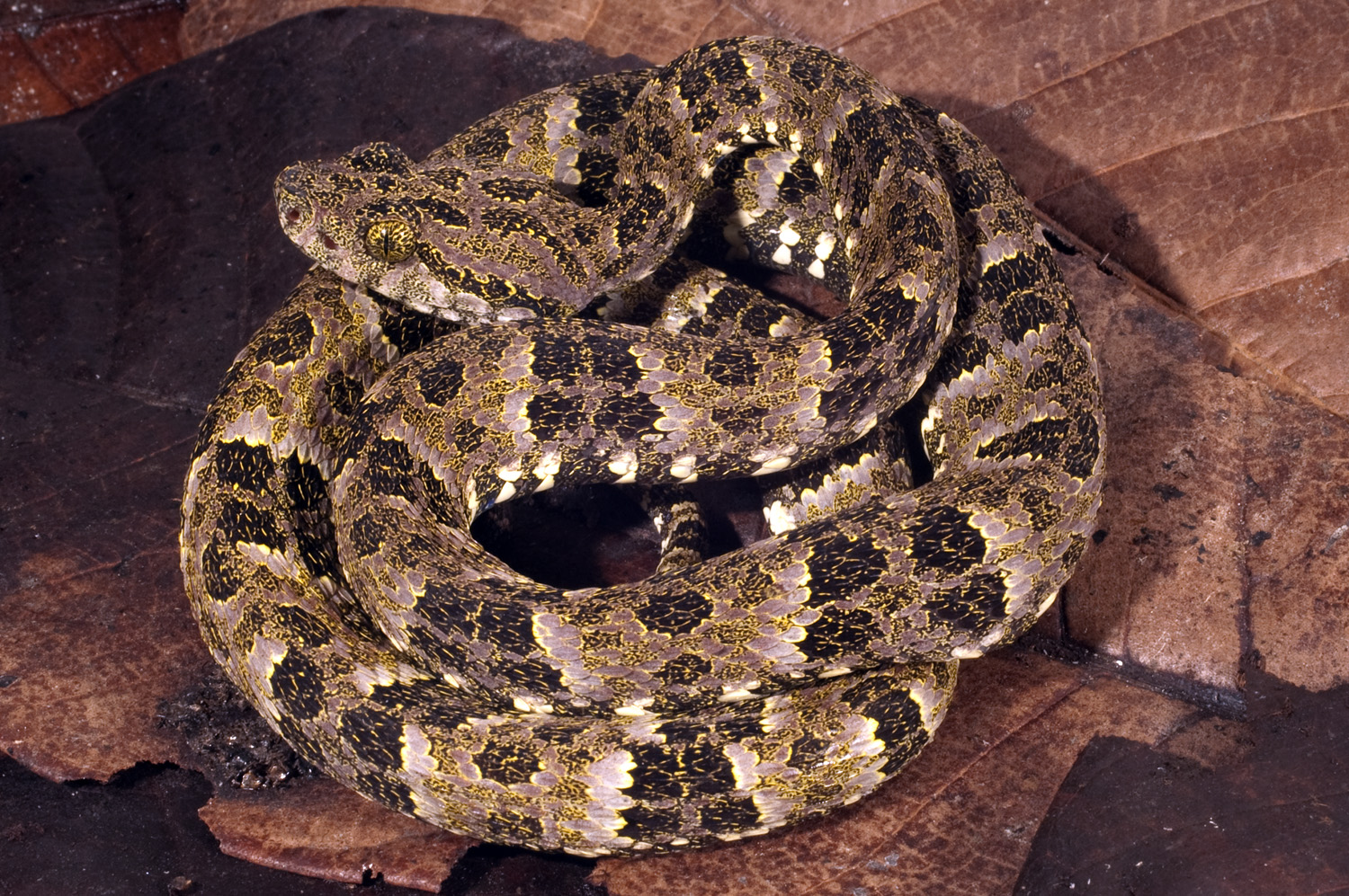 Galería Bioweb Ecuador