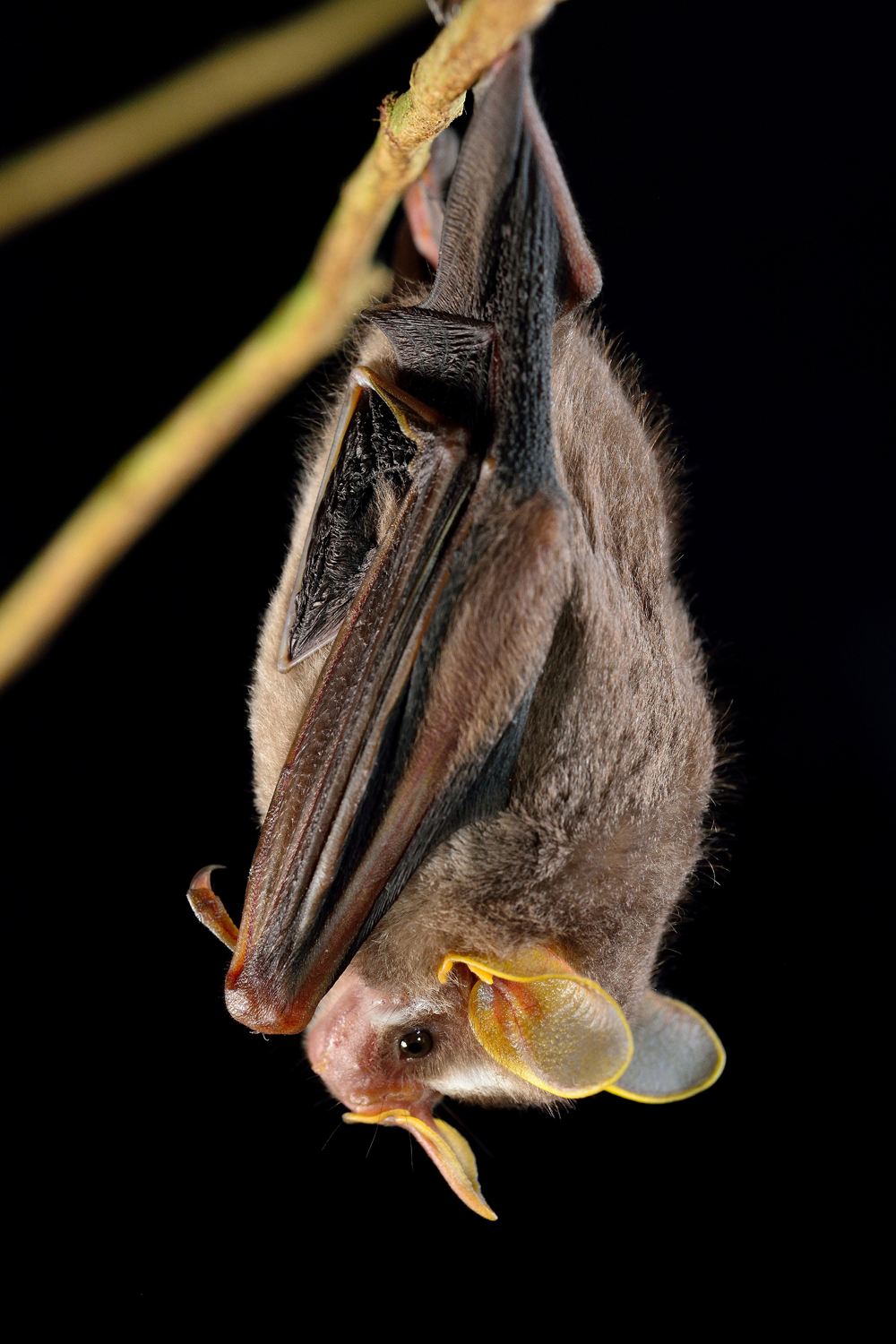 Mamíferos del Ecuador