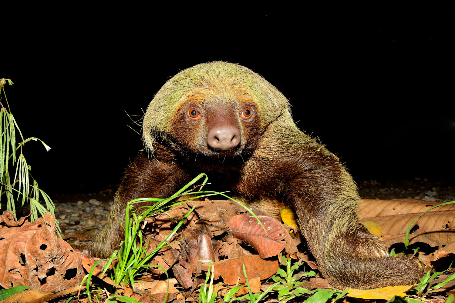 Mamíferos del Ecuador