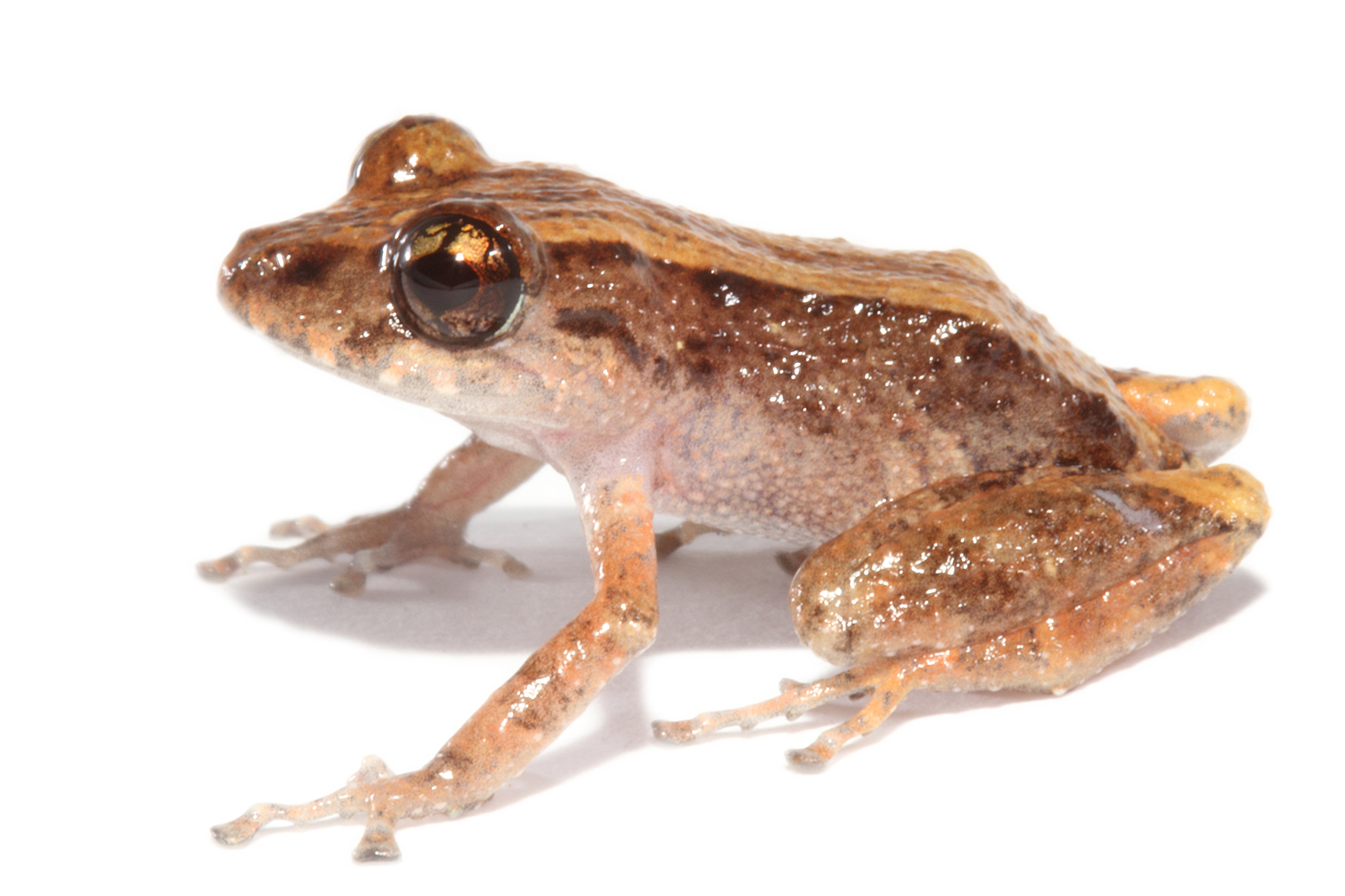 Galería Bioweb Ecuador