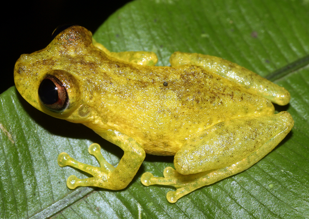 Galería Bioweb Ecuador