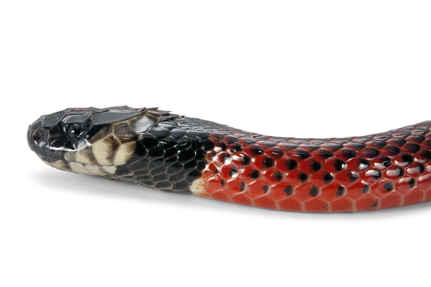 Reptiles del Ecuador