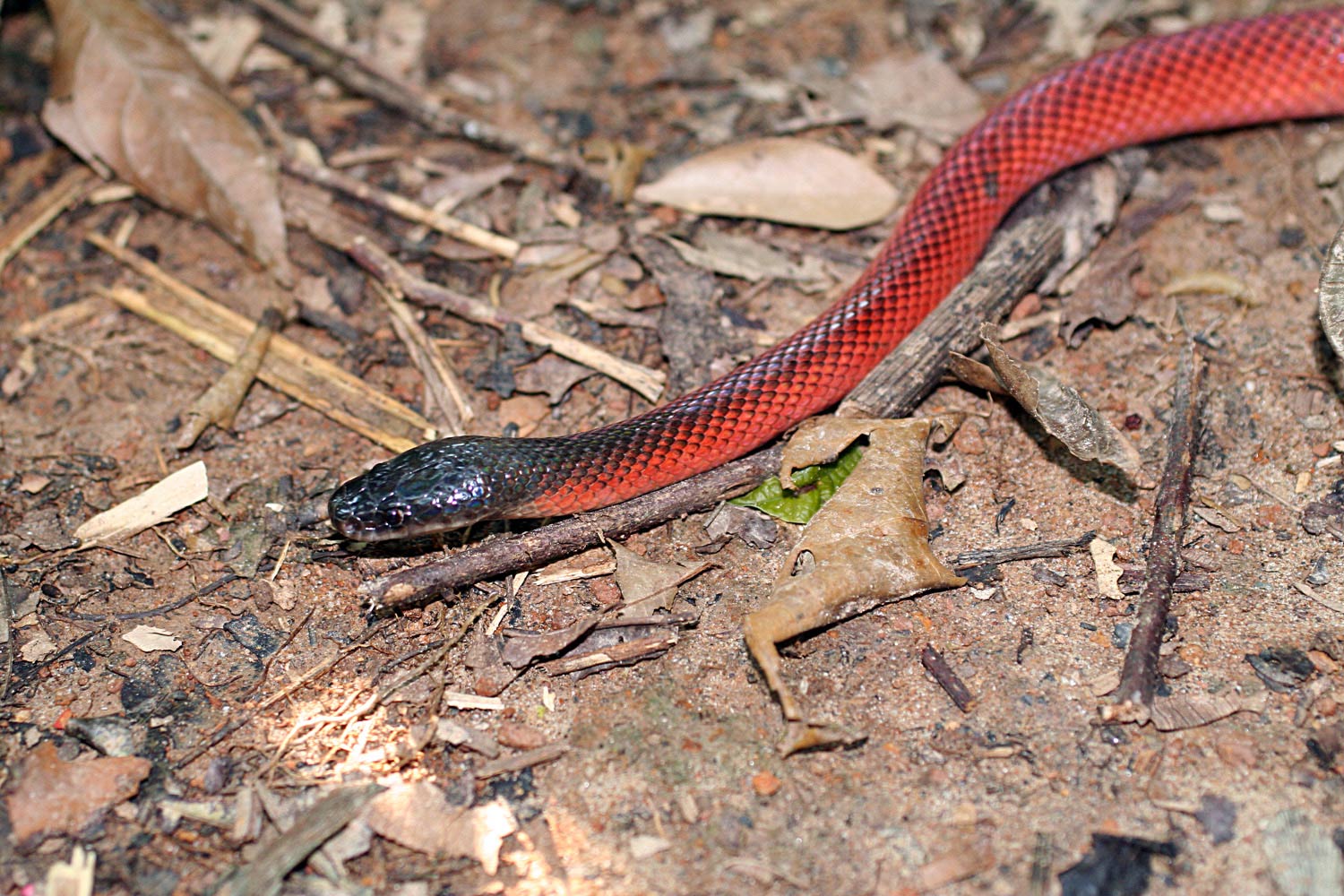 Culebra Cabeza