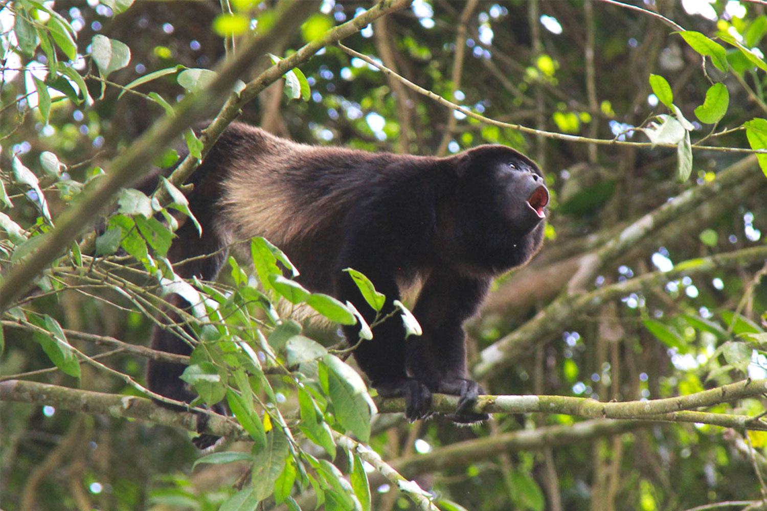 Mamíferos del Ecuador