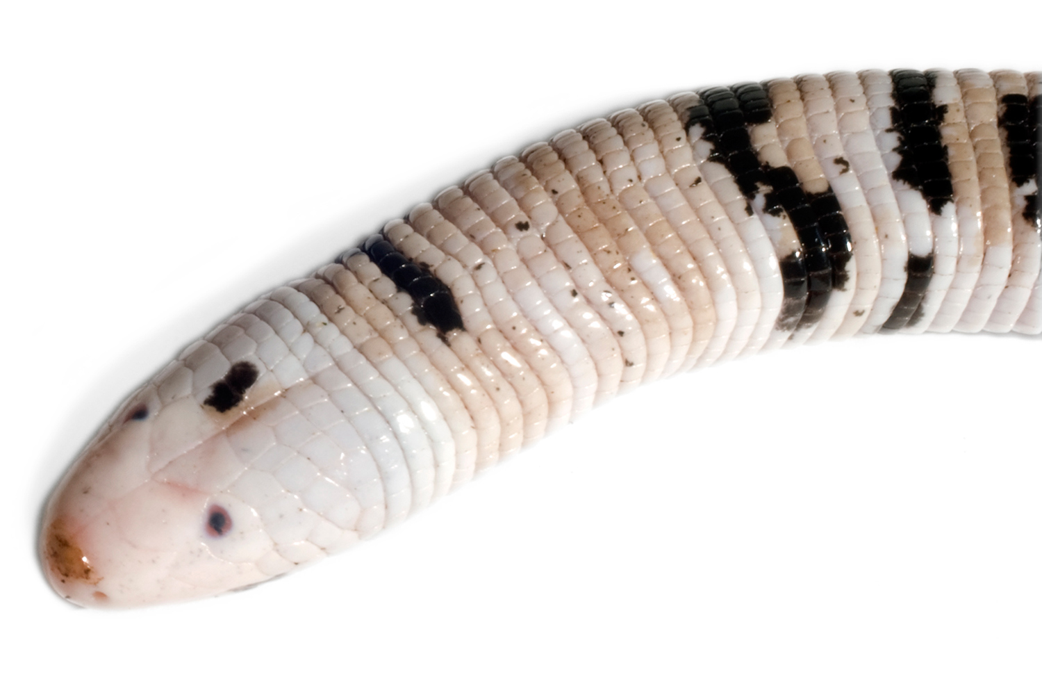 Reptiles del Ecuador