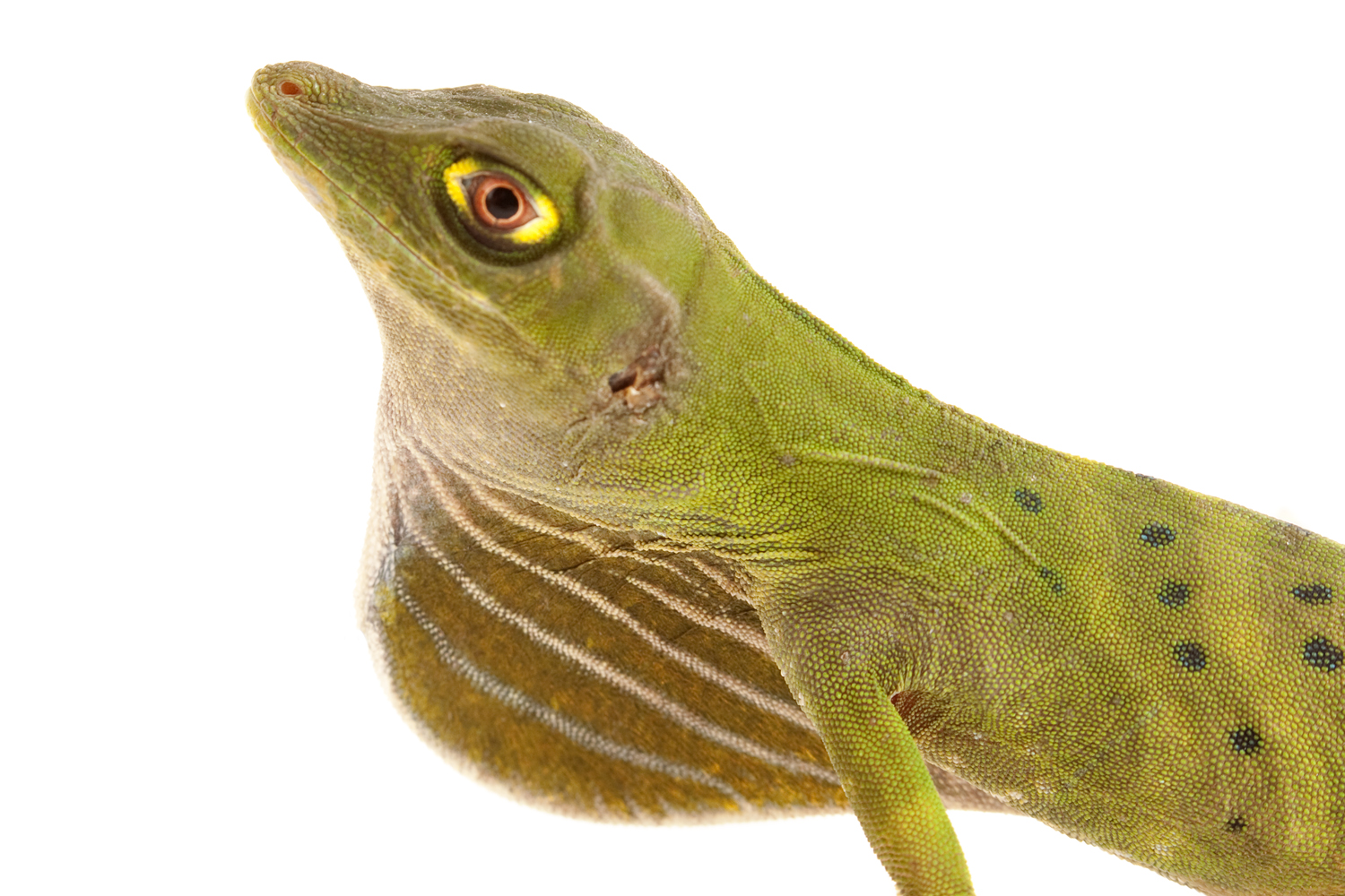 Reptiles del Ecuador