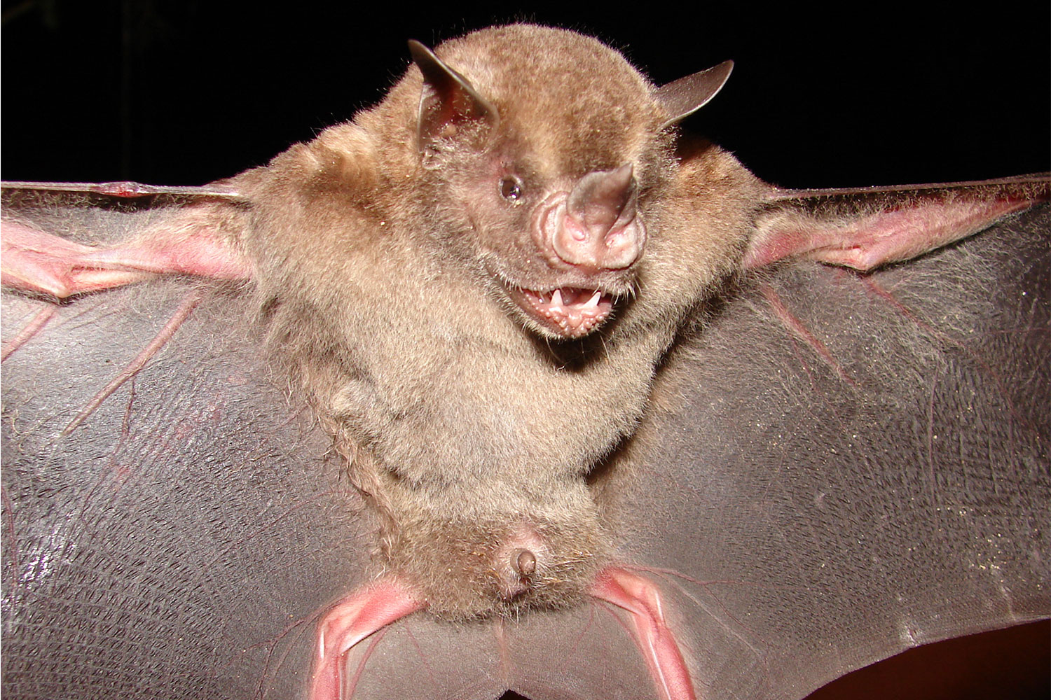 Mamíferos del Ecuador