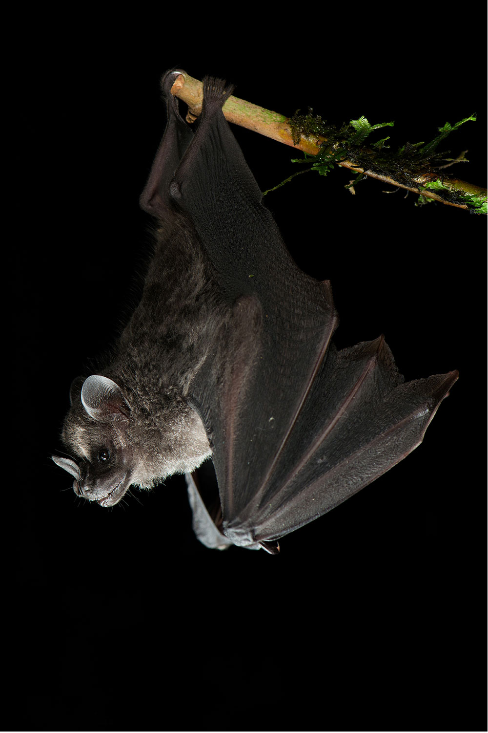 Mamíferos del Ecuador