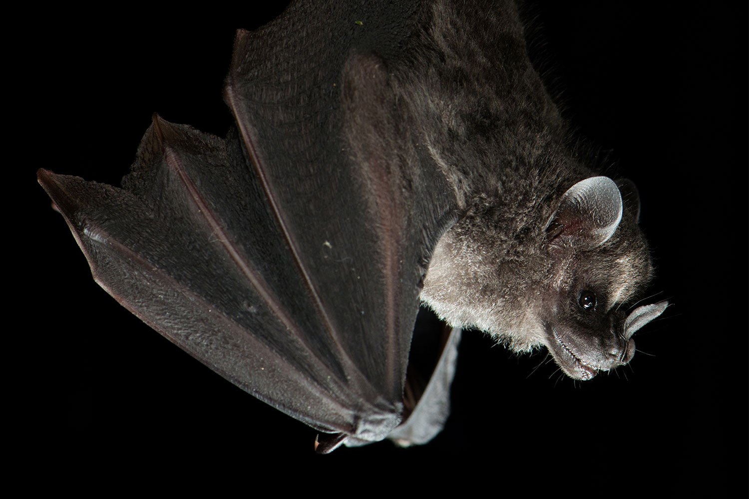 Mamíferos del Ecuador