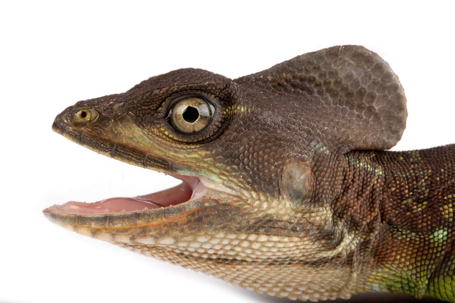 Reptiles del Ecuador