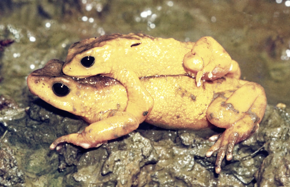 Galería Bioweb Ecuador