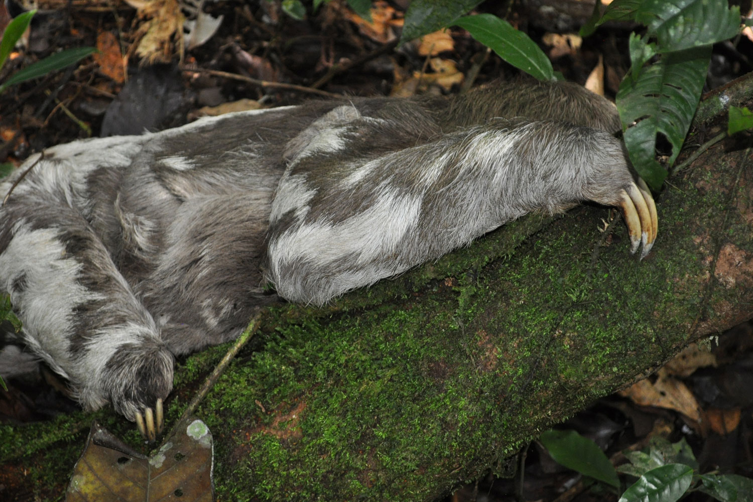 Galería Bioweb Ecuador