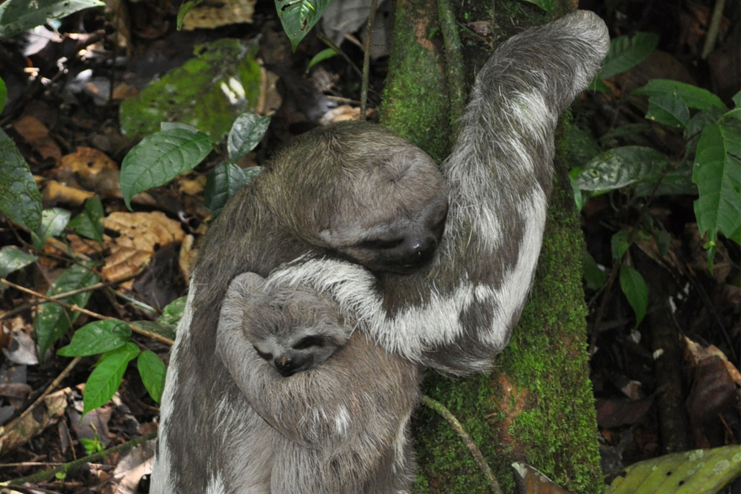 Galería Bioweb Ecuador