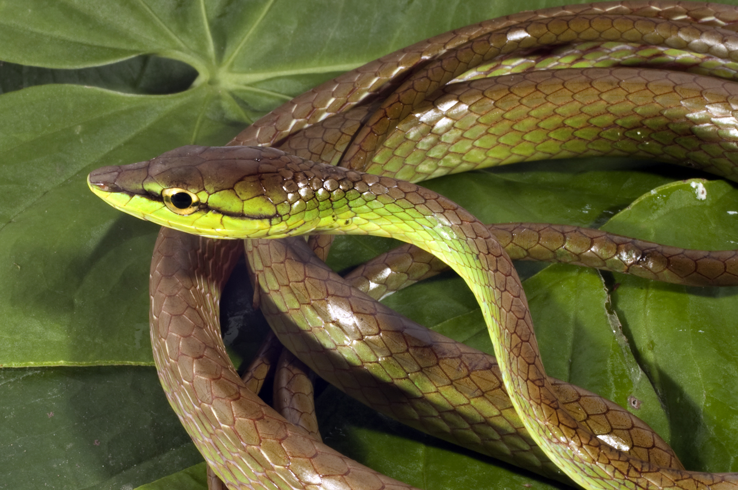 Galería Bioweb Ecuador