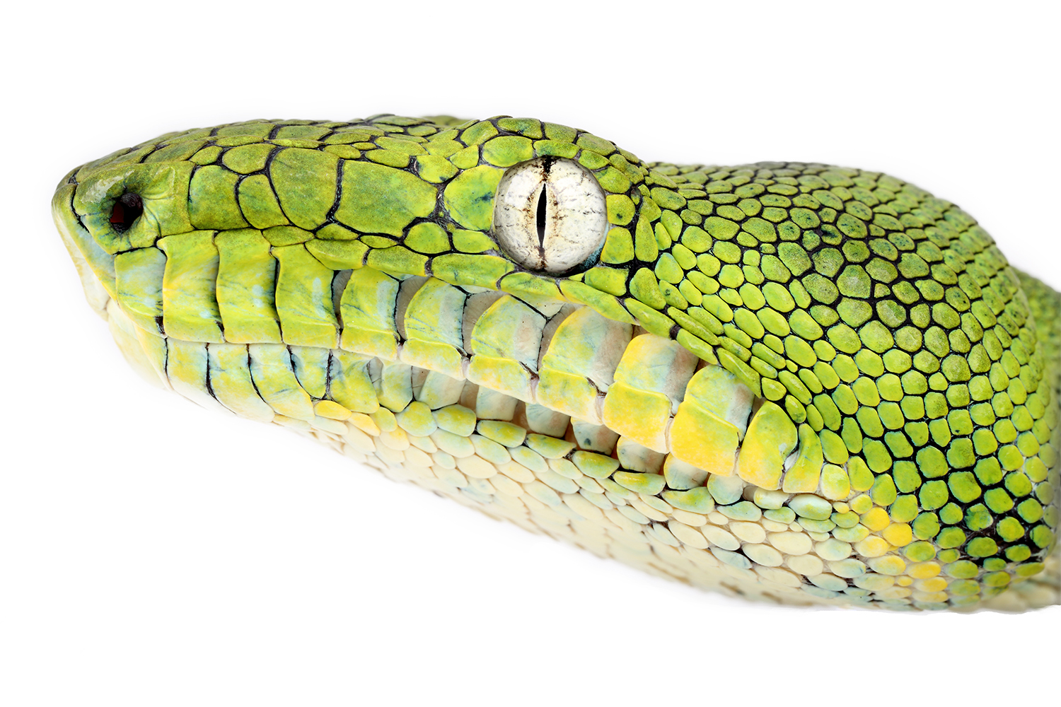 Reptiles del Ecuador