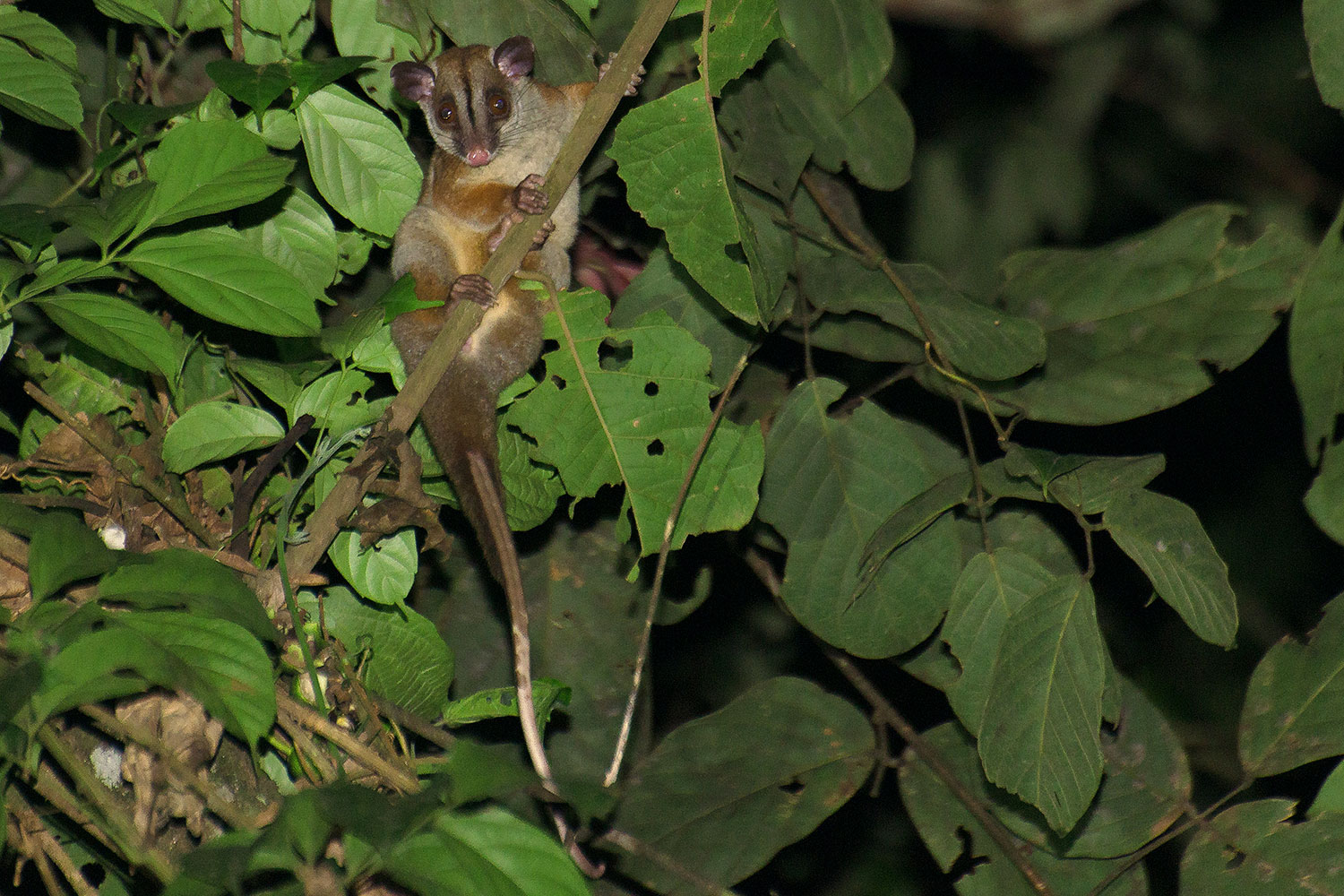 Mamíferos del Ecuador