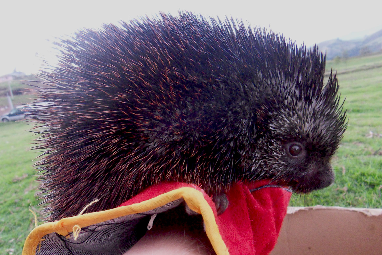 Mamíferos del Ecuador