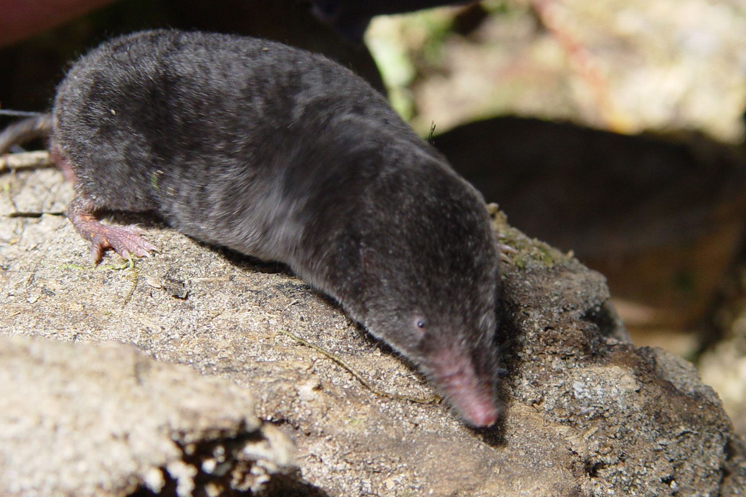 Galería Bioweb Ecuador