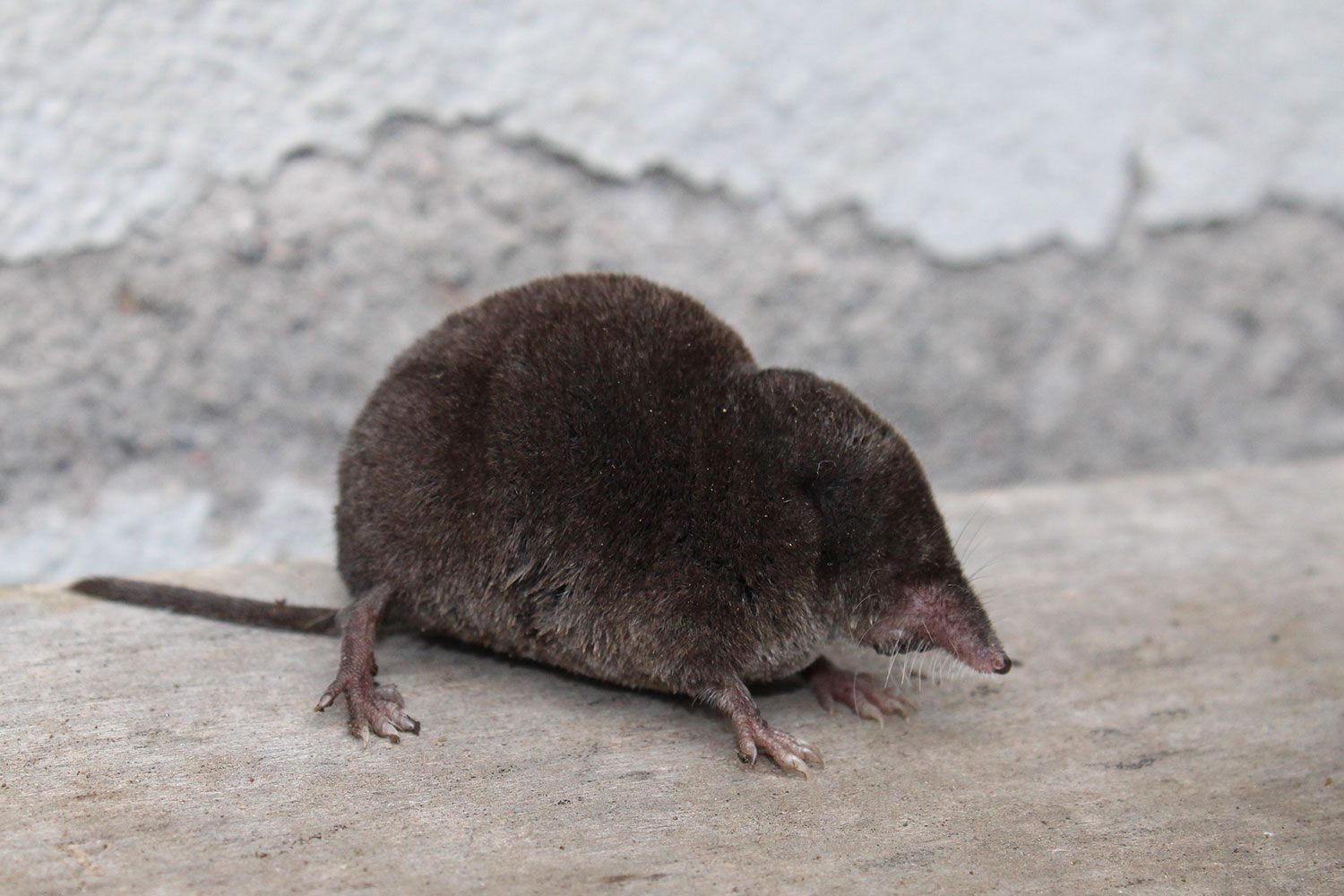 Mamíferos del Ecuador