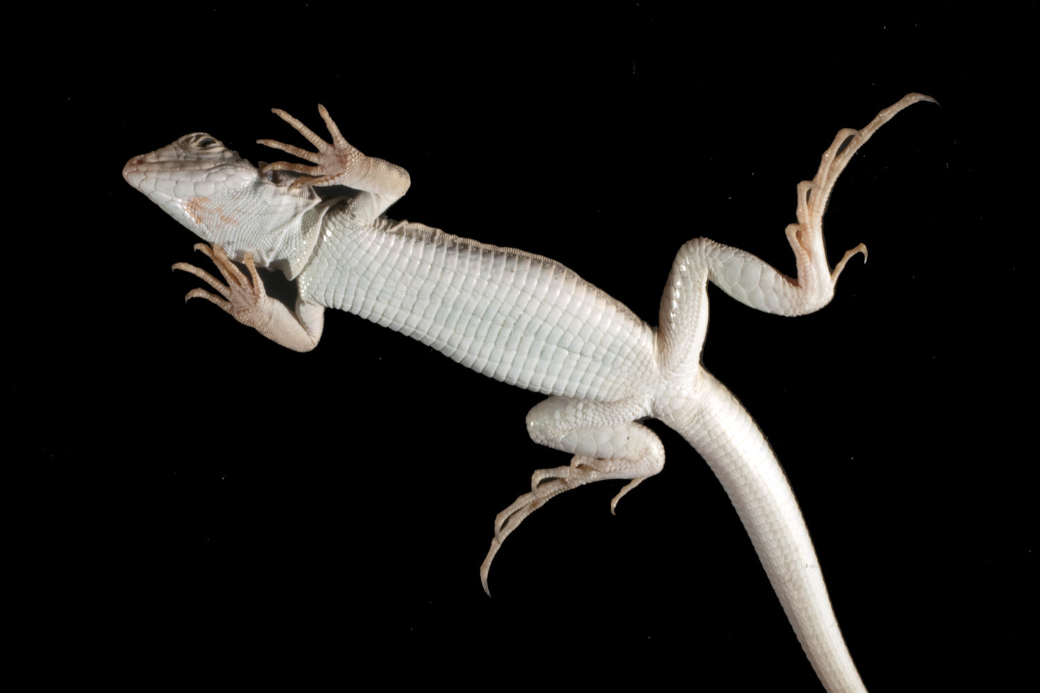 Reptiles del Ecuador