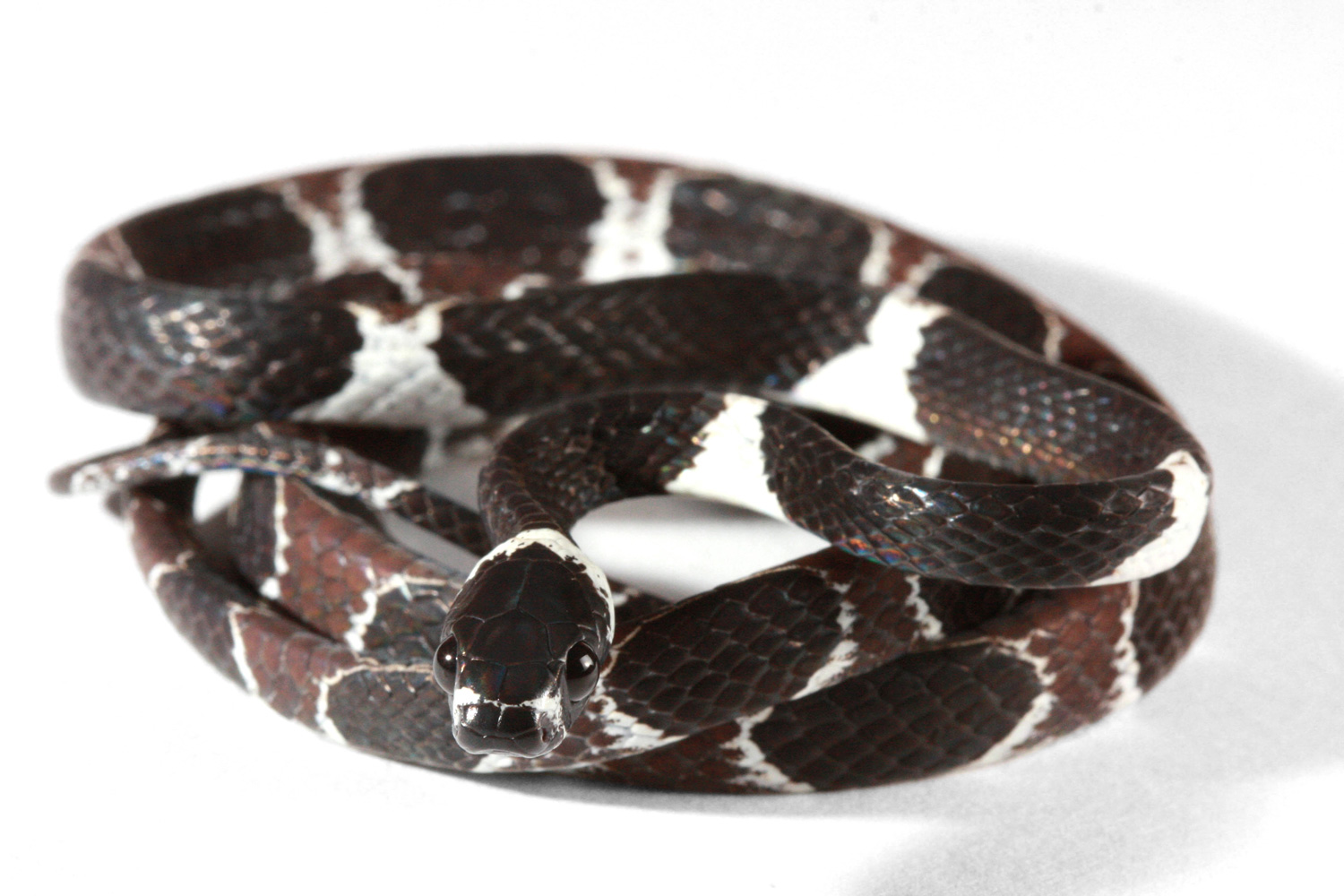 Galería Bioweb Ecuador