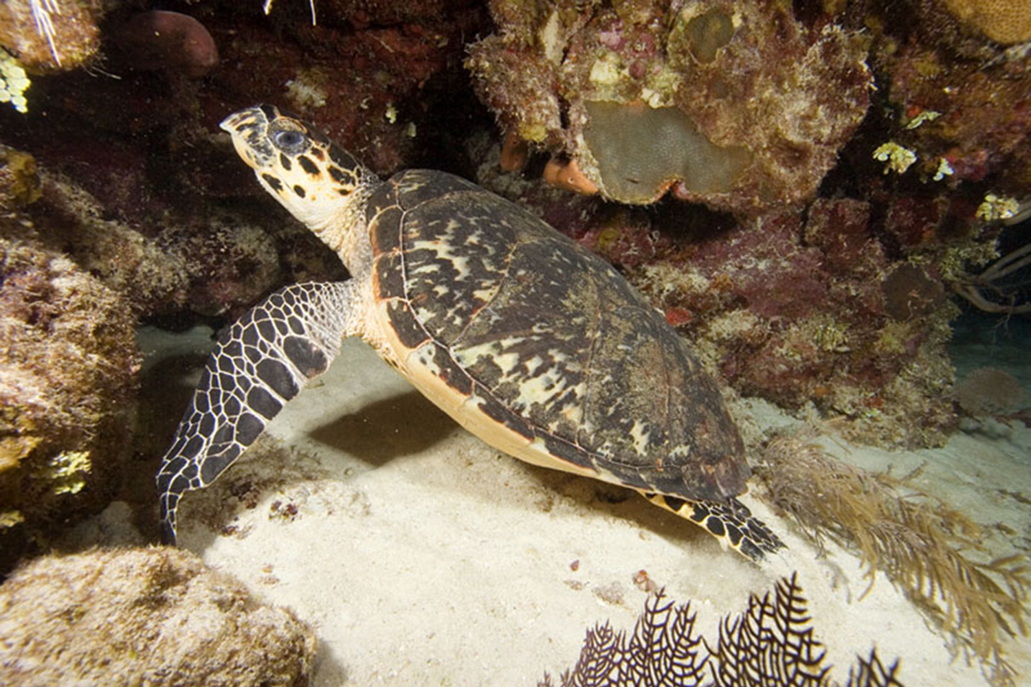 Galería Bioweb Ecuador