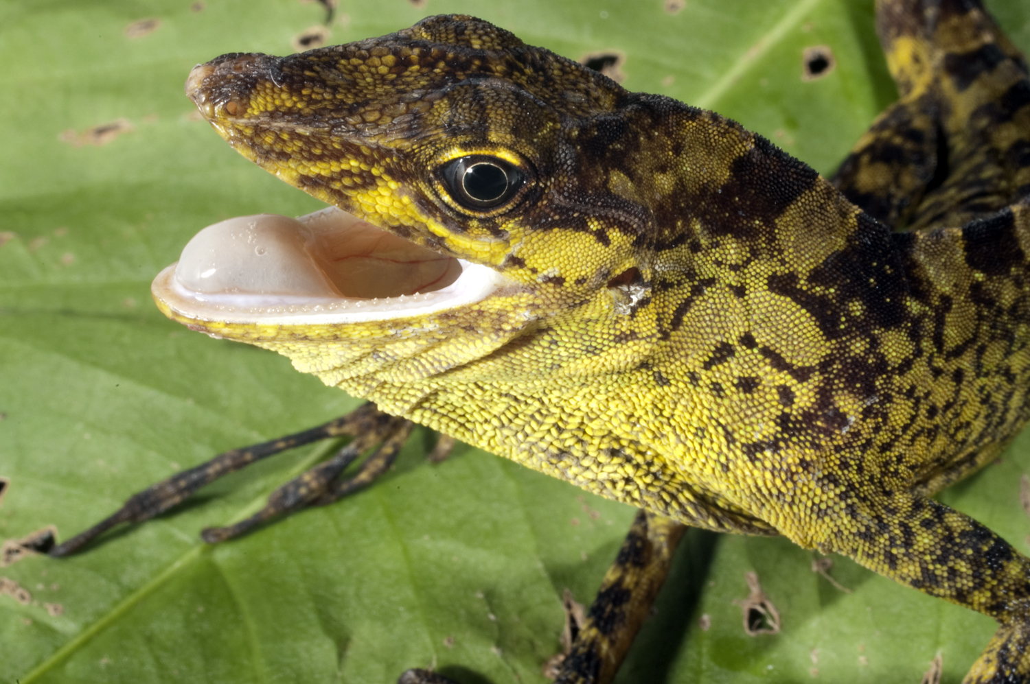 Galería Bioweb Ecuador