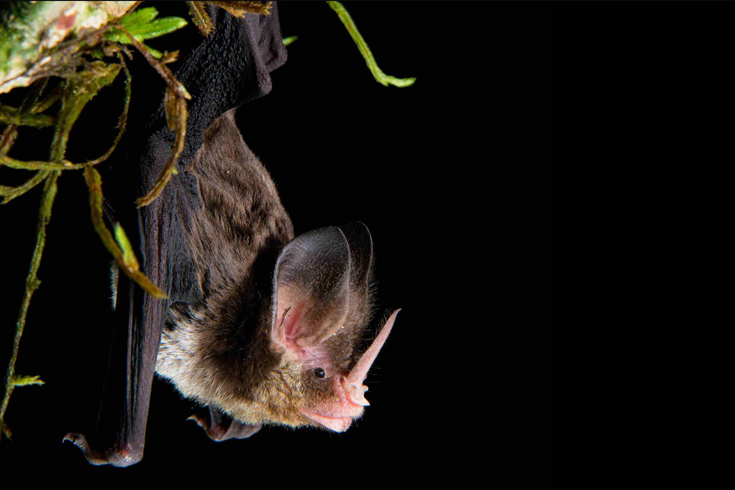 Galería Bioweb Ecuador