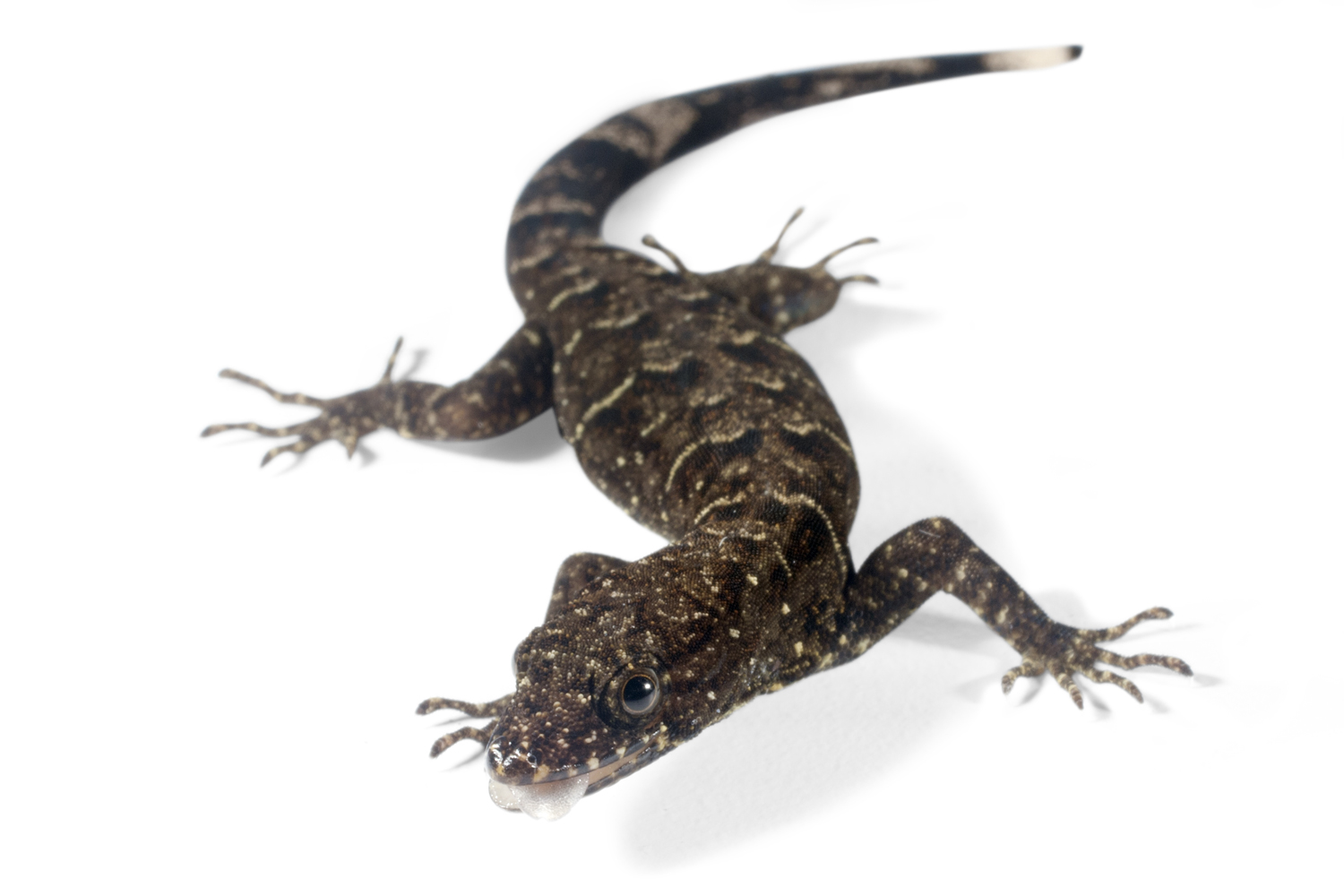 Galería Bioweb Ecuador