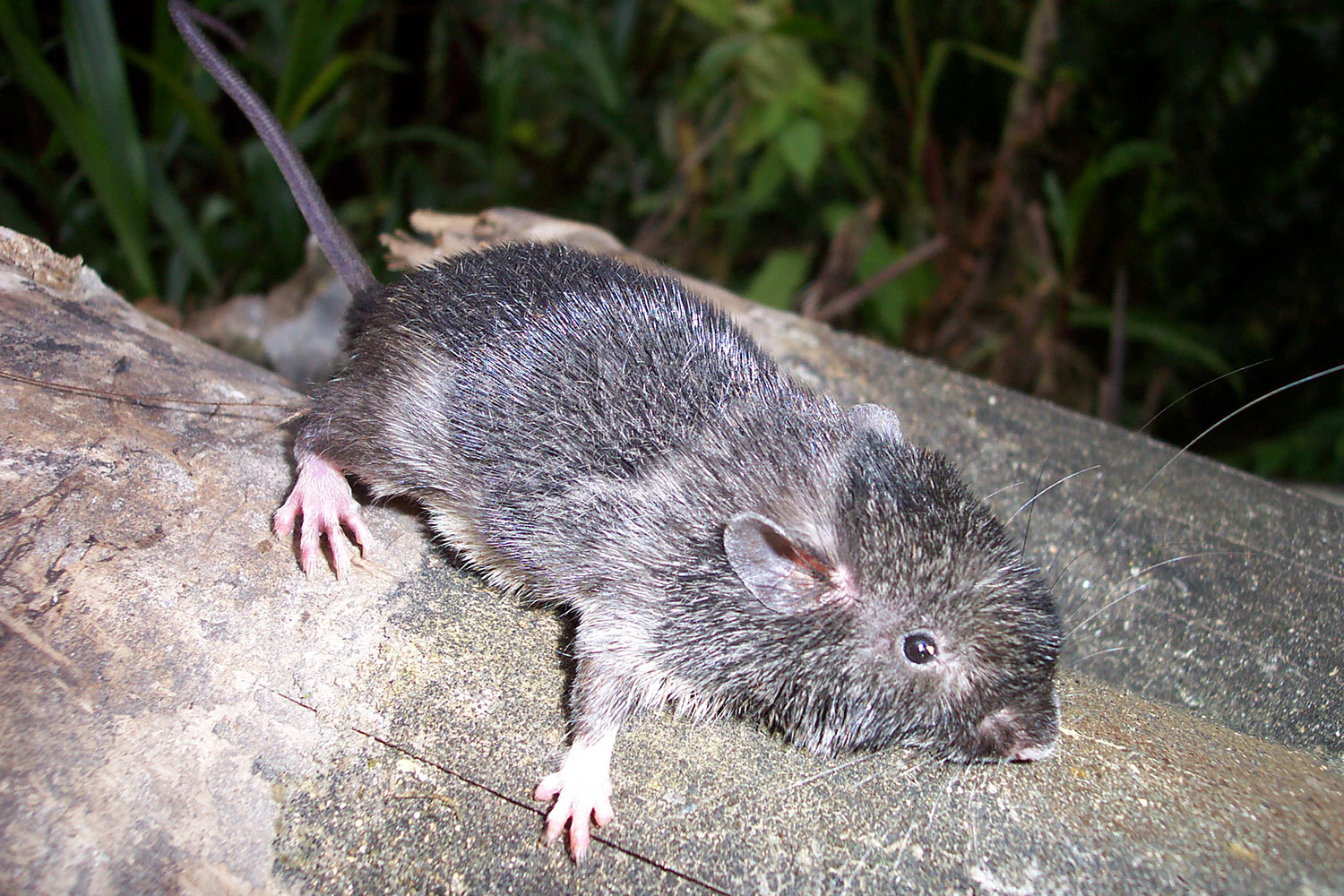 Galería Bioweb Ecuador