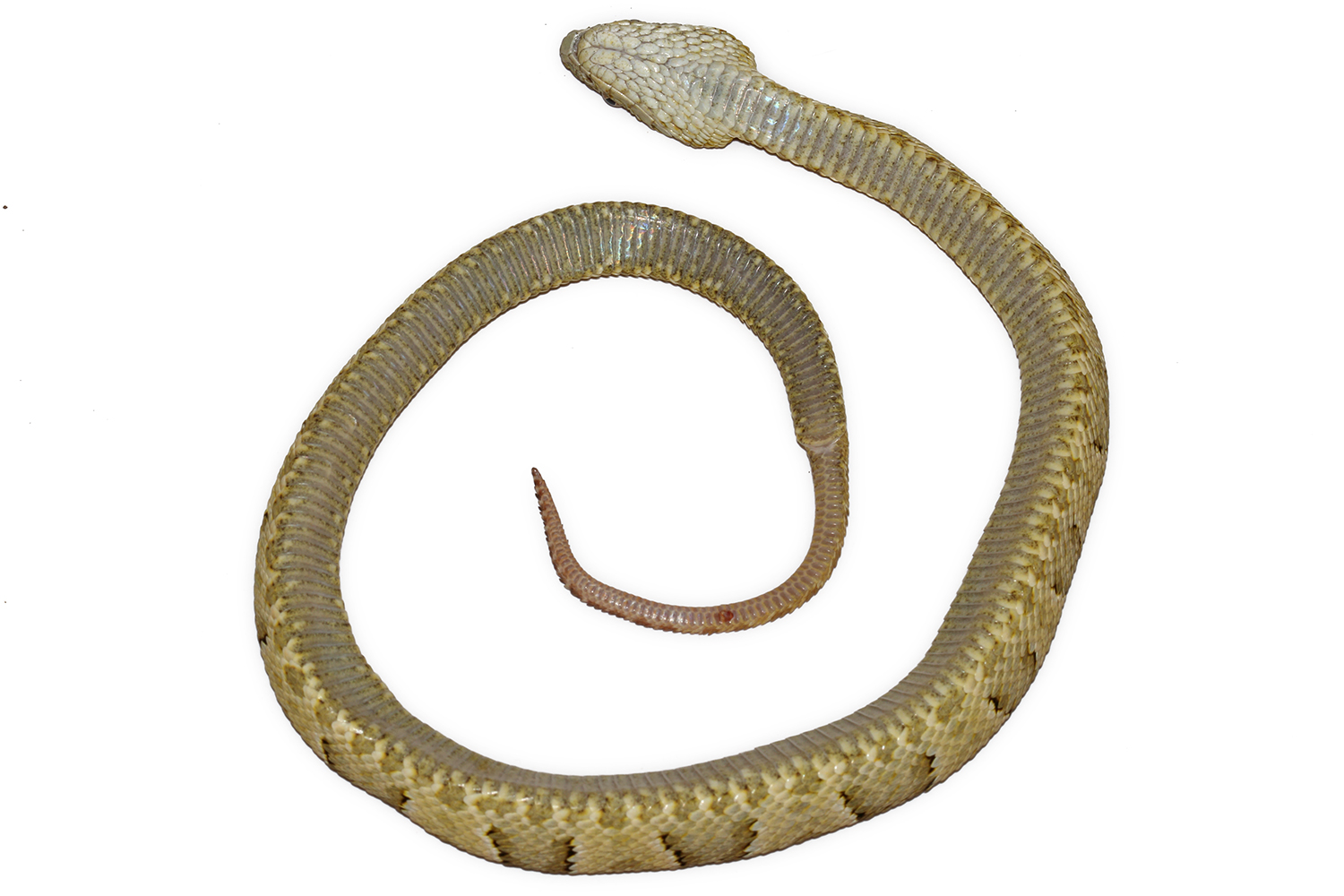Reptiles del Ecuador
