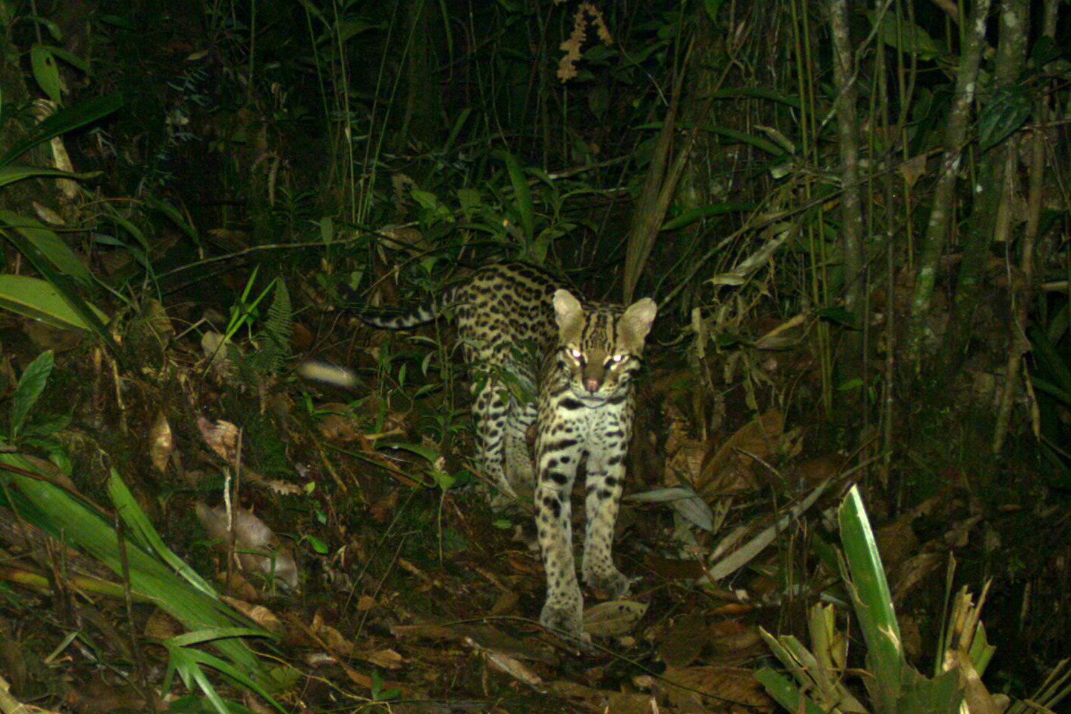 Mamíferos del Ecuador