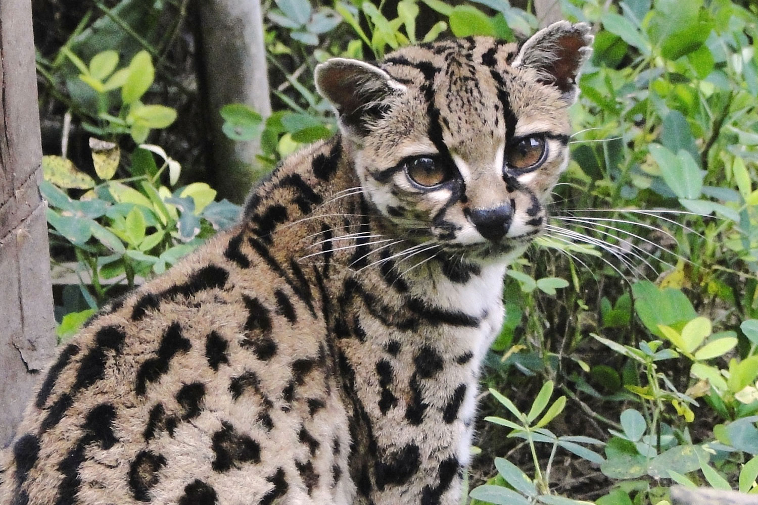 Galería Bioweb Ecuador