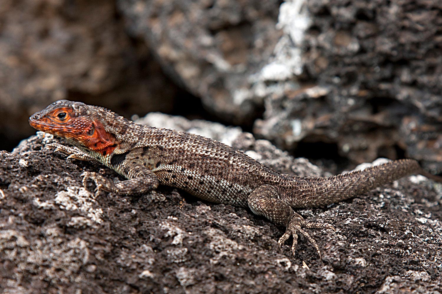 Reptiles del Ecuador