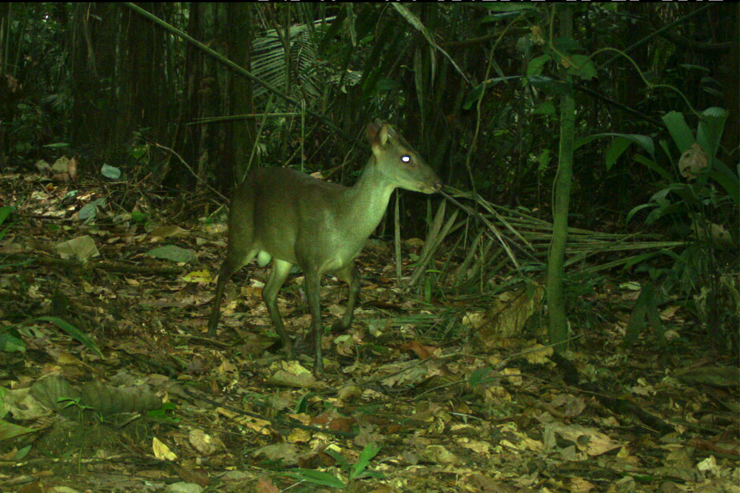 Galería Bioweb Ecuador