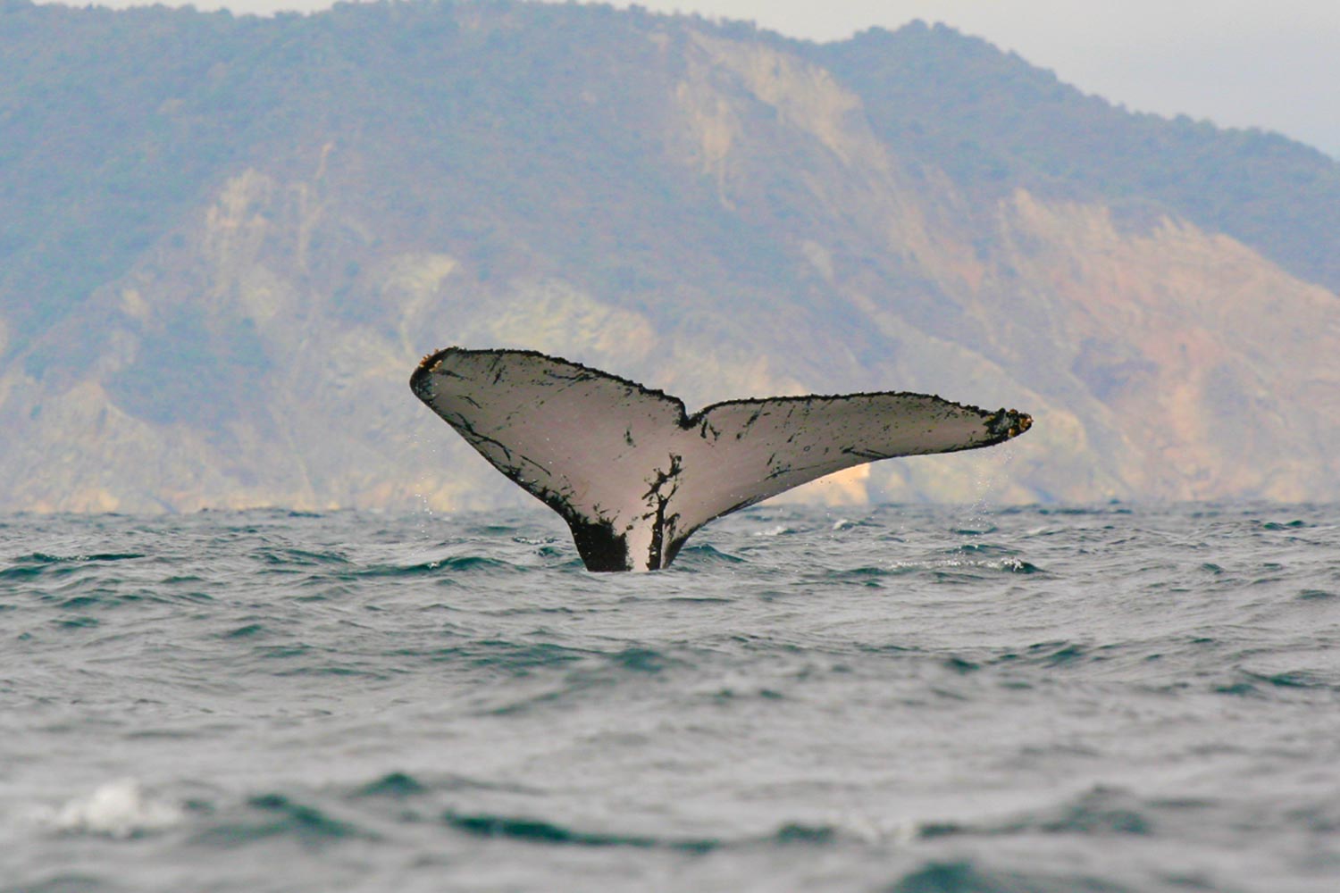 Mamíferos del Ecuador