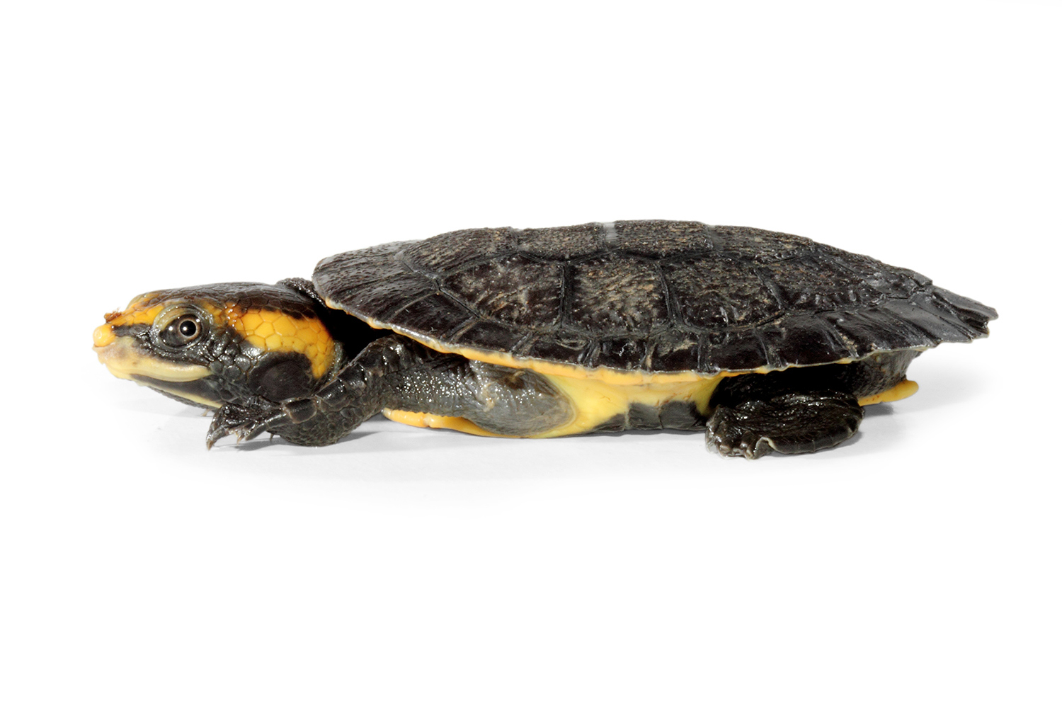 Reptiles del Ecuador