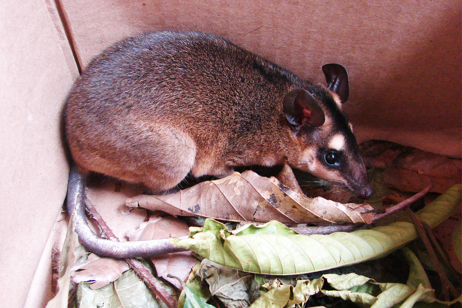 Galería Bioweb Ecuador