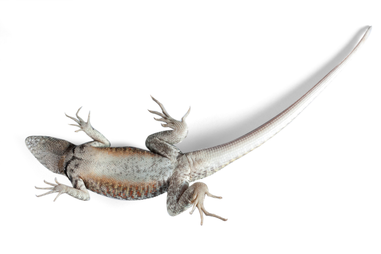Reptiles del Ecuador