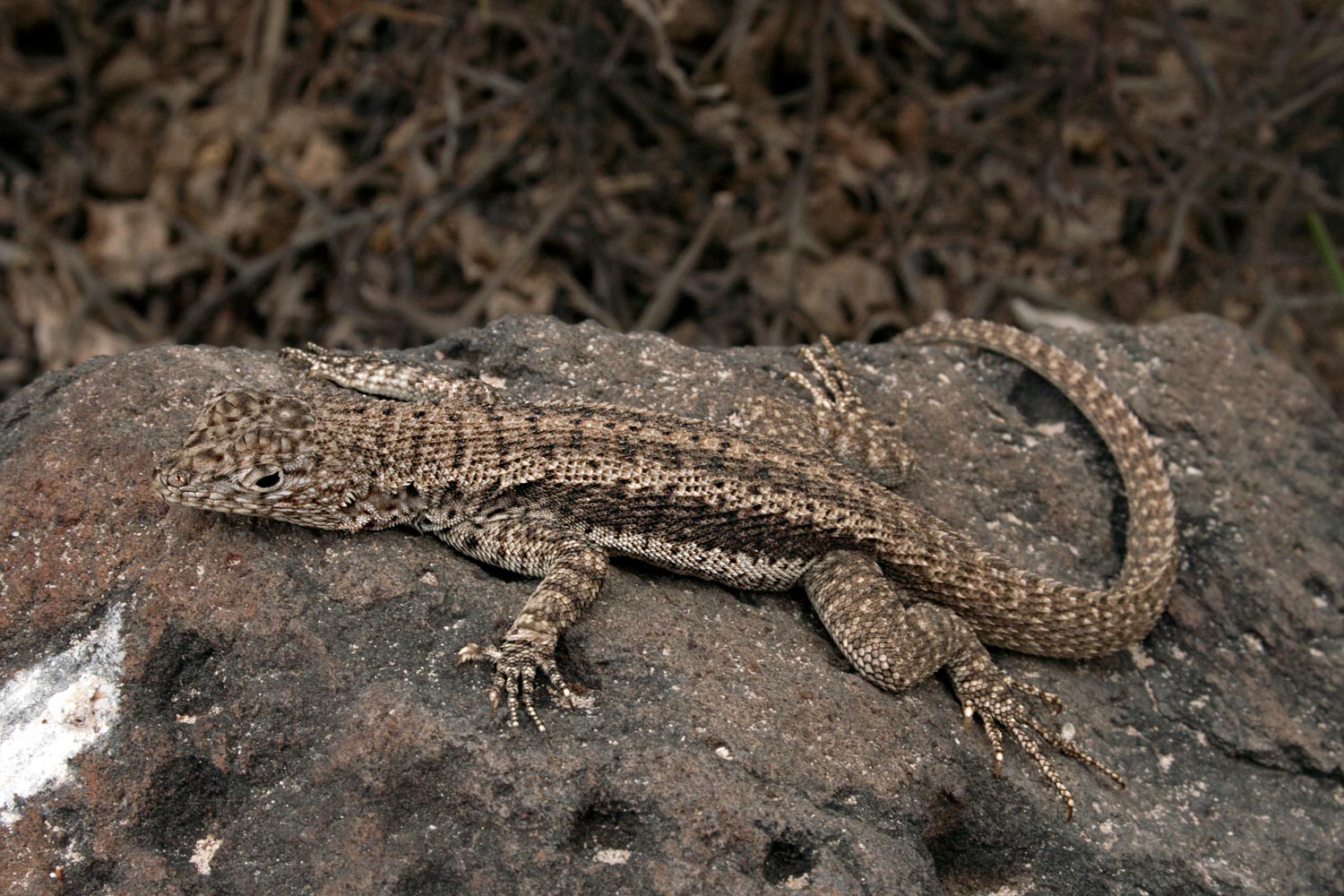 Reptiles del Ecuador