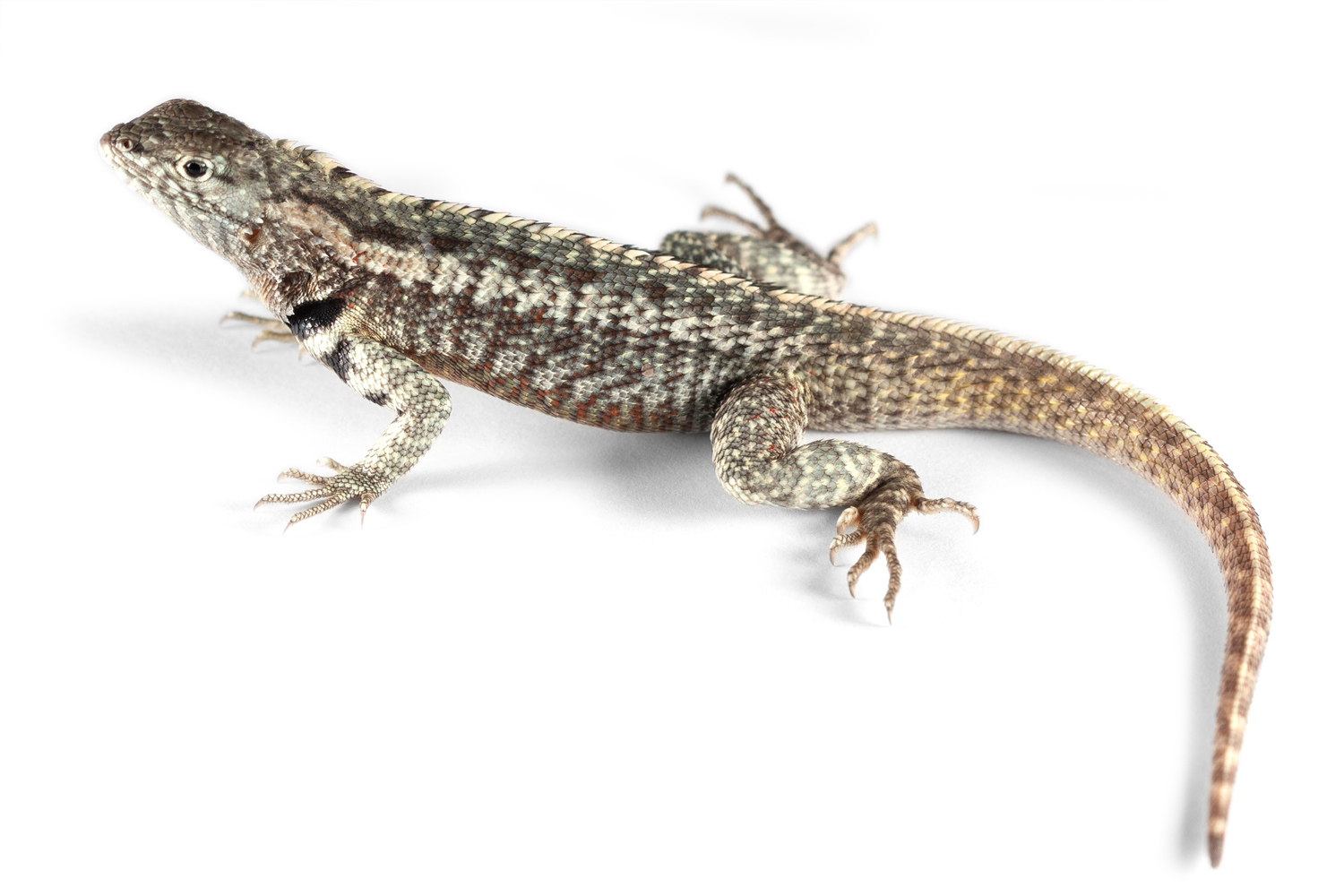 Reptiles del Ecuador