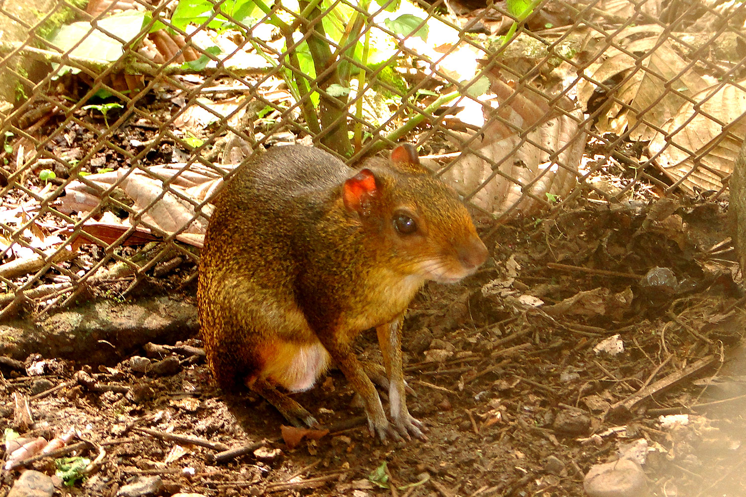 Mamíferos del Ecuador